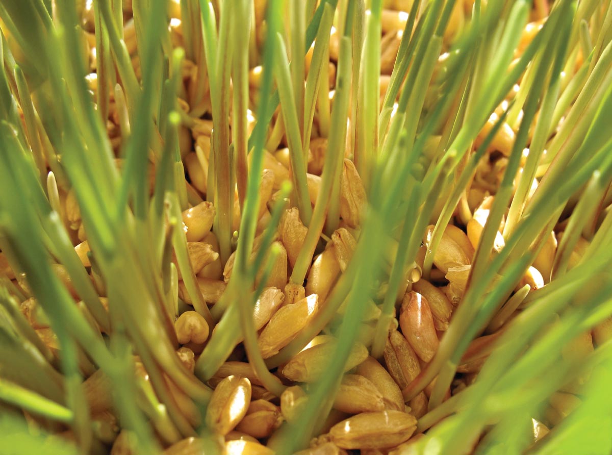 A New Path Forward - The Alberta Seed Guide