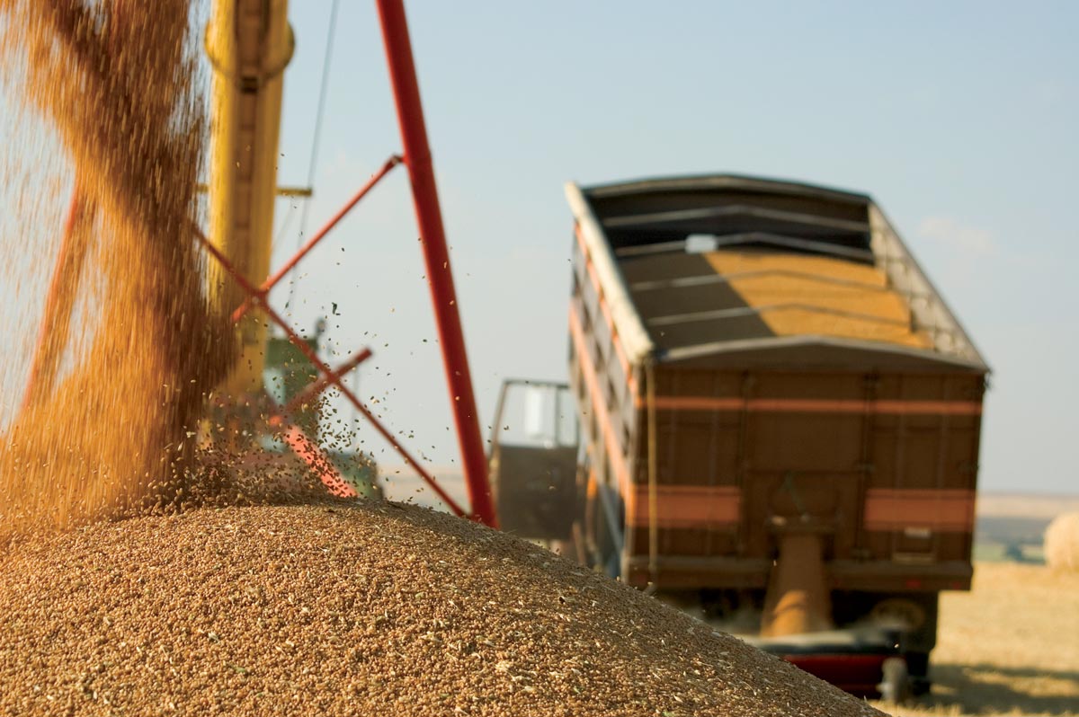 Grain Grading and Variety Designation Changes come into Effect on ...