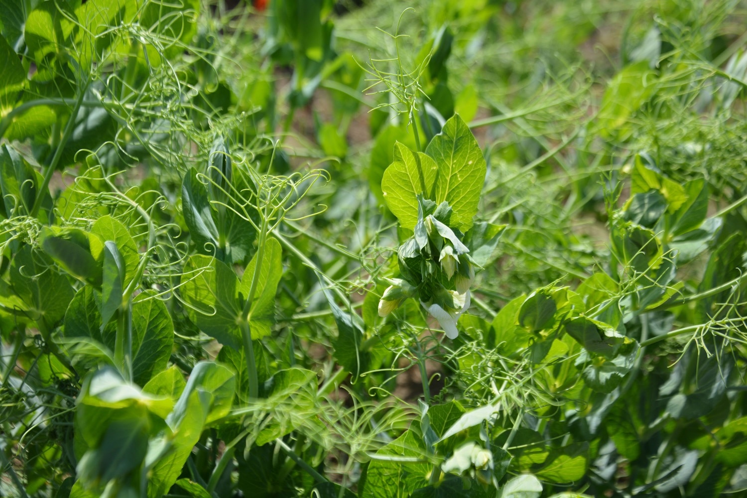 Saskatchewan Pulse Growers Licenses Distribution of Pulse Varieties ...