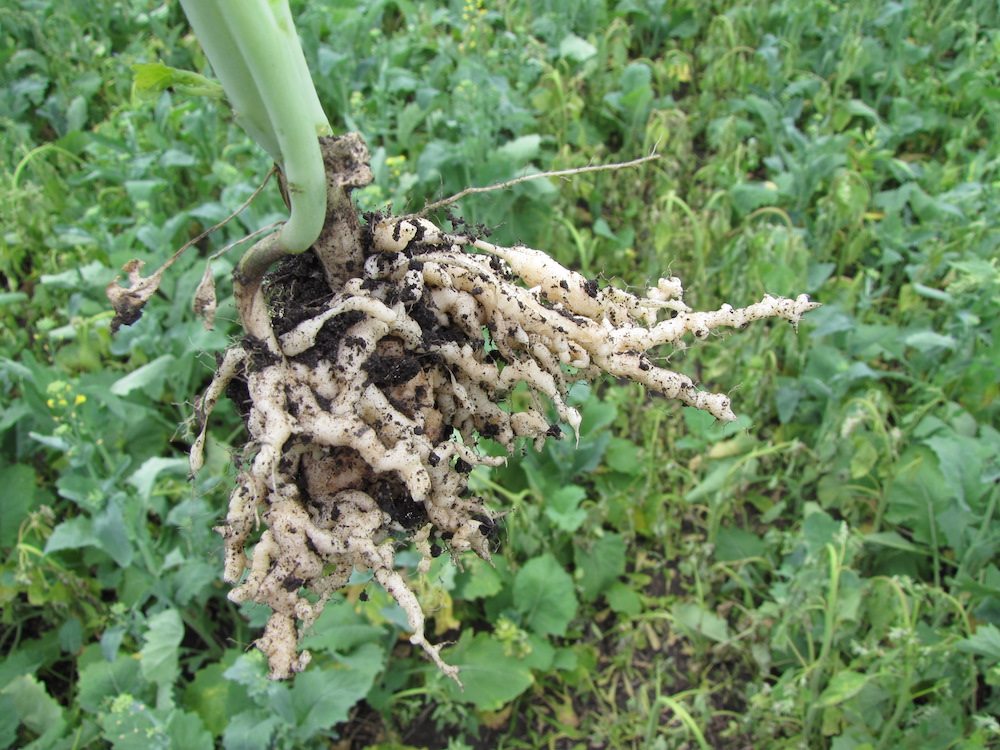 Blackleg and Clubroot in Canola - The Alberta Seed Guide