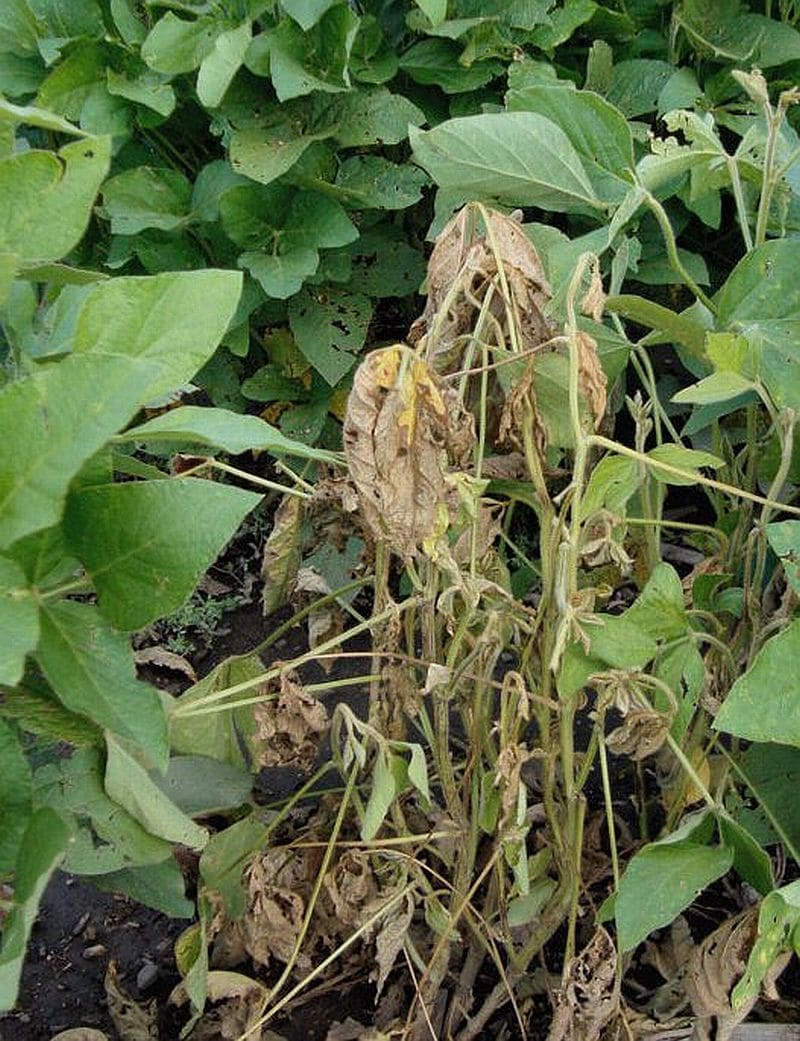 New Lumisena fungicide seed treatment receives PMRA registration - The ...