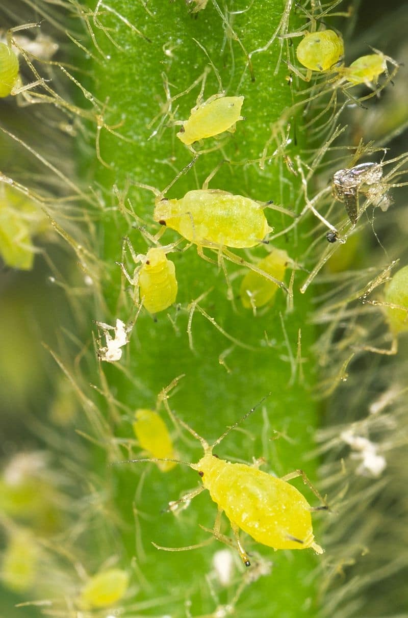 Lumiderm insecticide seed treatment now registered for soybeans - The ...