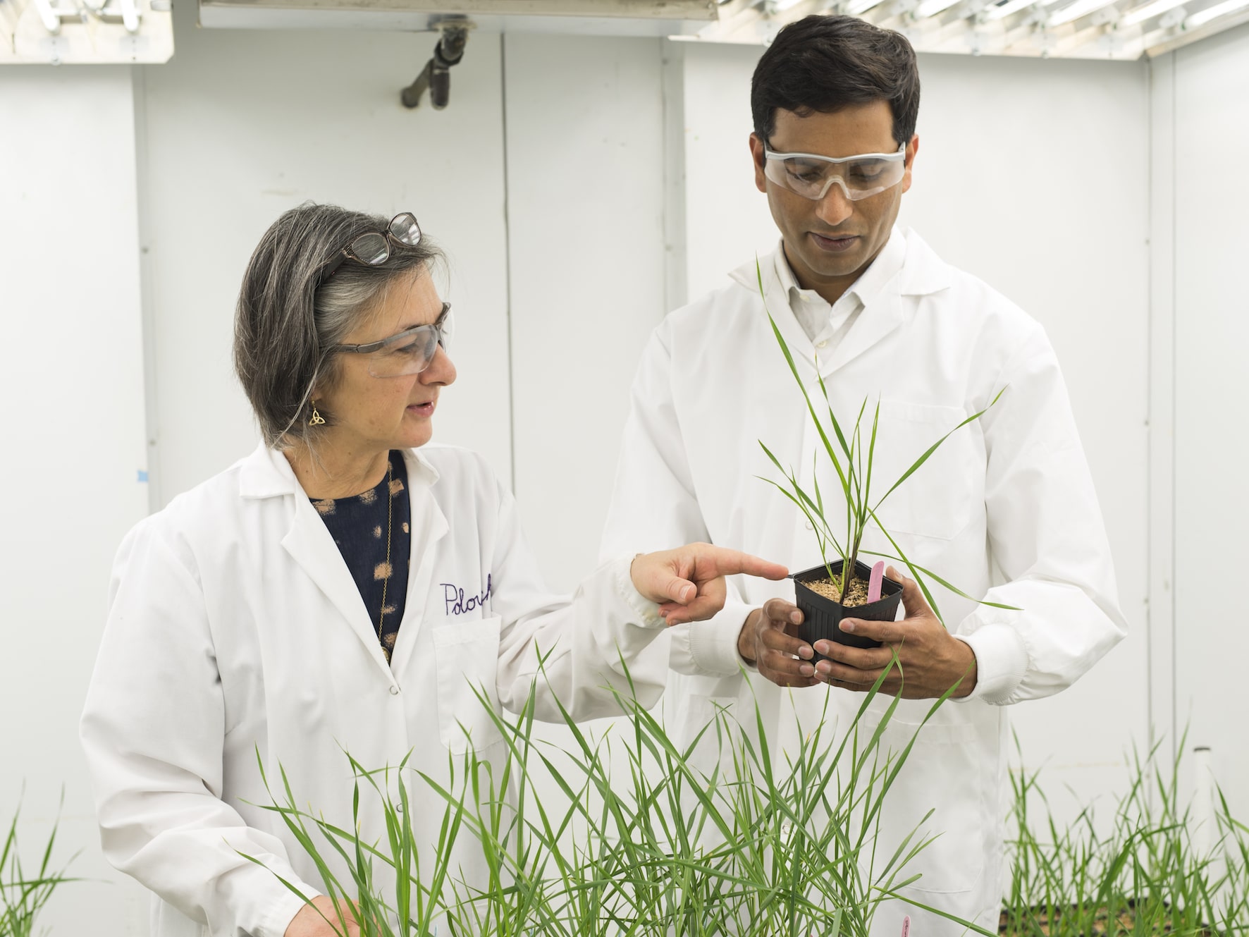 Ramping up Variety Development - The Alberta Seed Guide