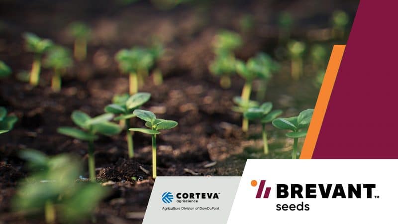 Brevant High-Yielding Canola Seeds Deliver Disease Resistance - The ...