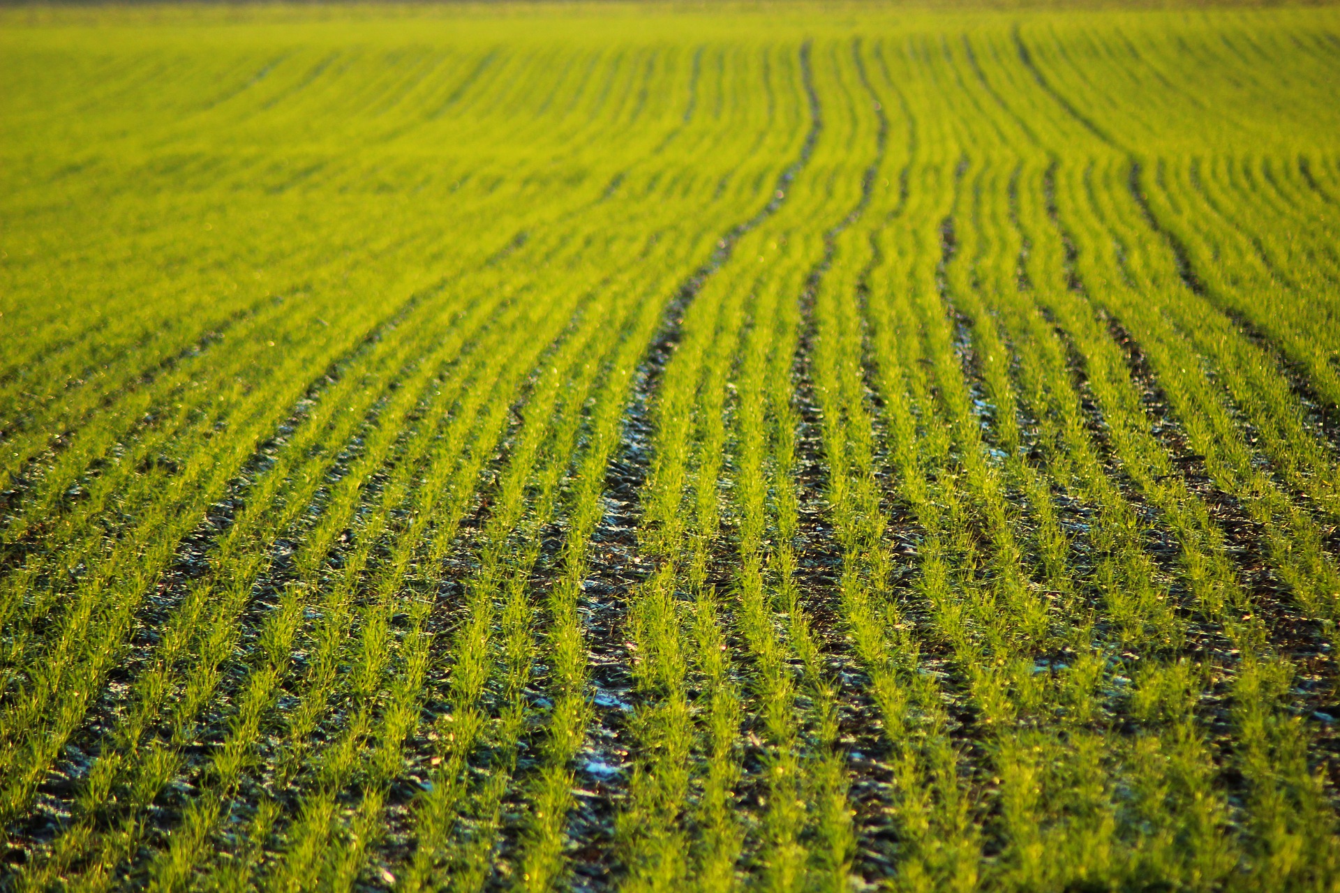 Alberta Crop Development Rapidly Gaining Ground