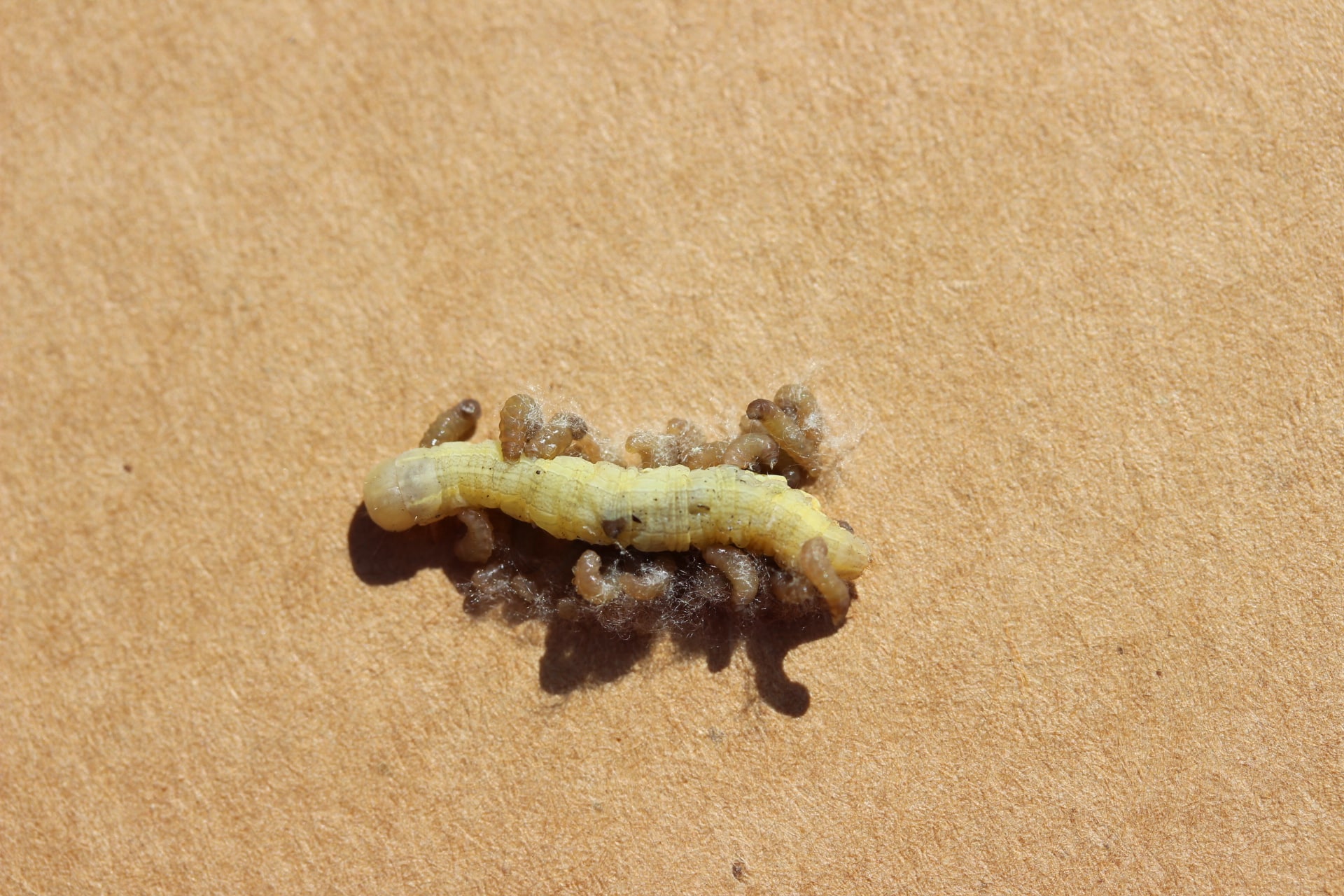 Wheat Head Armyworm a Sporadic, But Insidious Pest - The Alberta Seed Guide