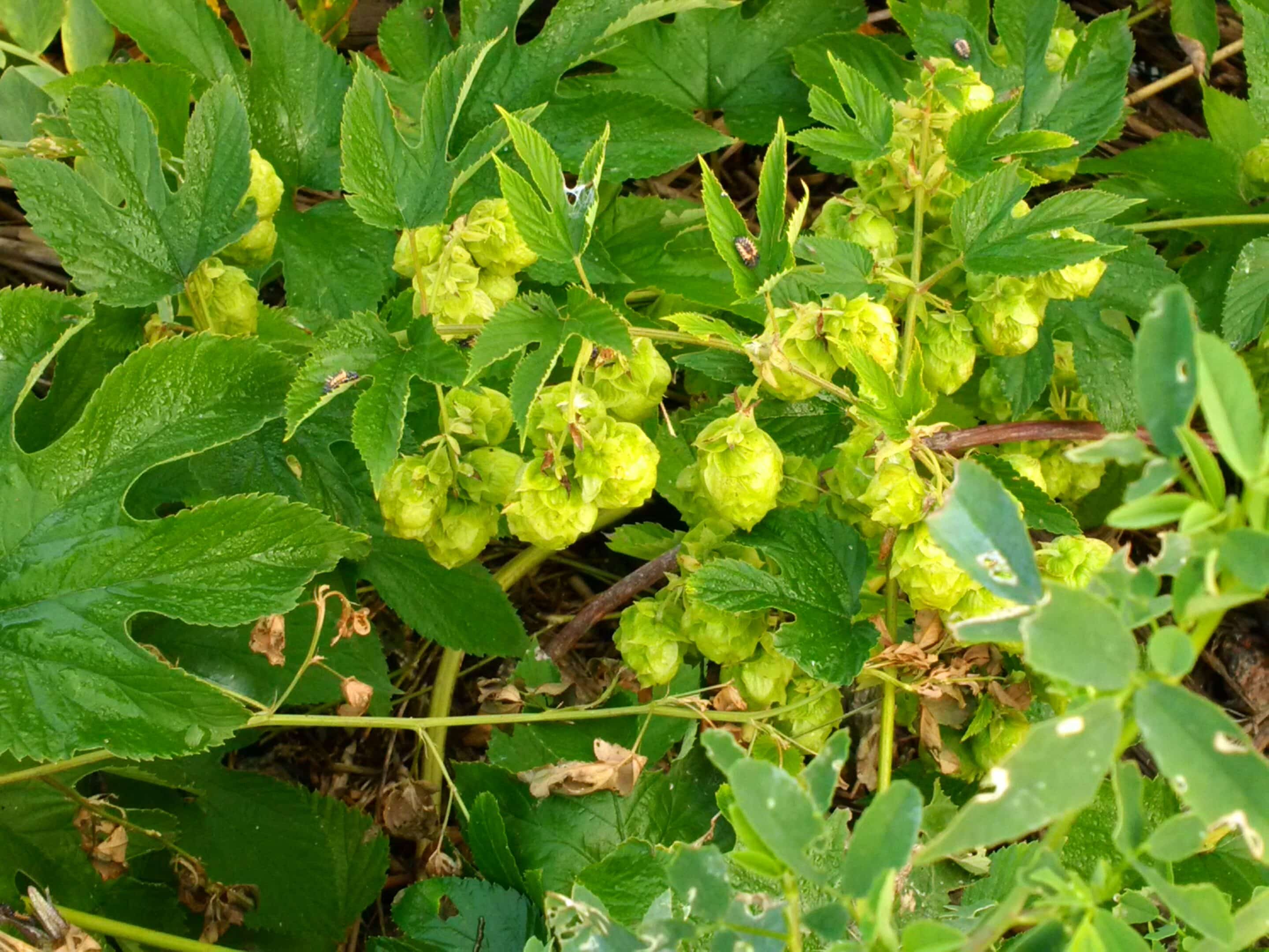 New Varieties in Store for Alberta Hops