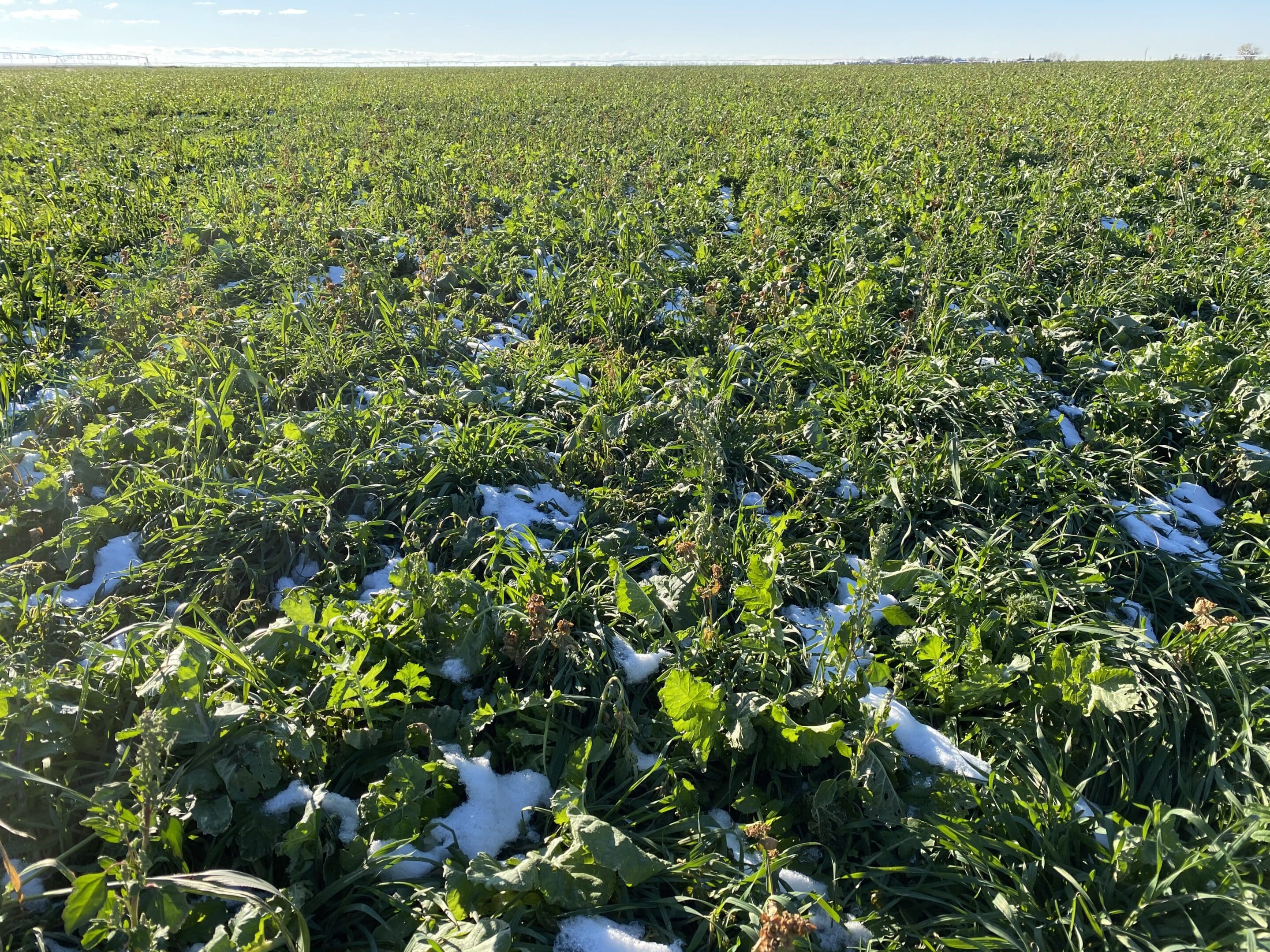 Cover Cropping on the Rise in Alberta