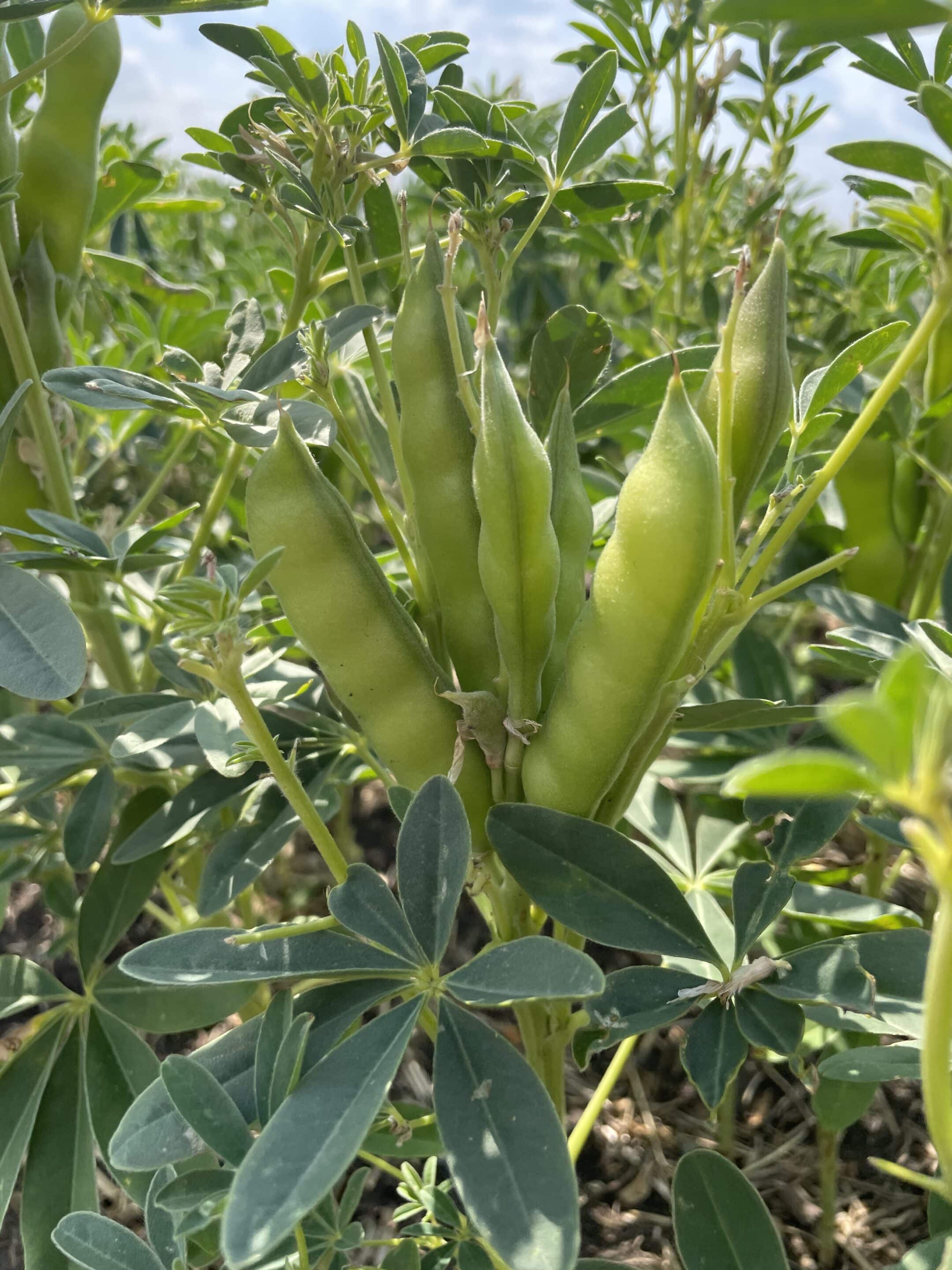 Lupin Leaps Forward in Alberta