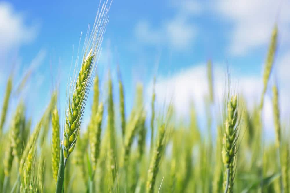 A Feed Barley with Better Disease Resistance and Bigger Yield? Yes ...