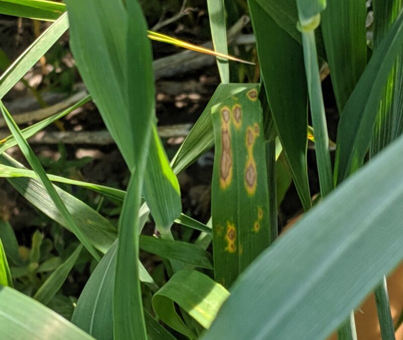 typical presentation of tan spot - The Alberta Seed Guide